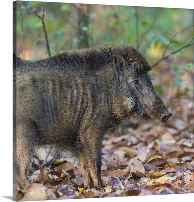 Asia. India. Indian Boar At Kanha Tiger Reserve Wall Art, Canvas Prints ...