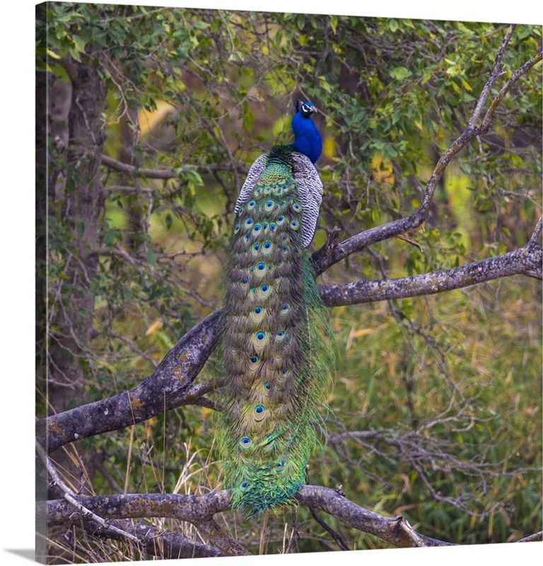 Asia. India. Peacock On Display At Bandahavgarh Tiger Reserve | Great ...
