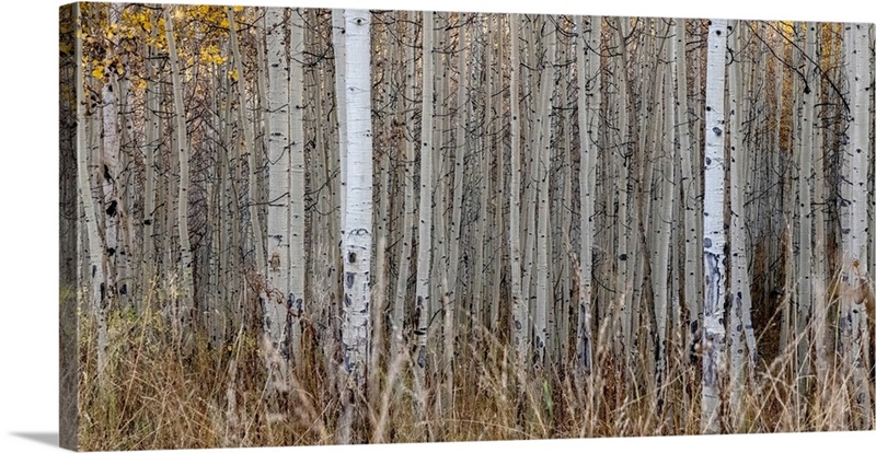 Aspen Tree Trunks, Colorado, Walden, USA | Great Big Canvas