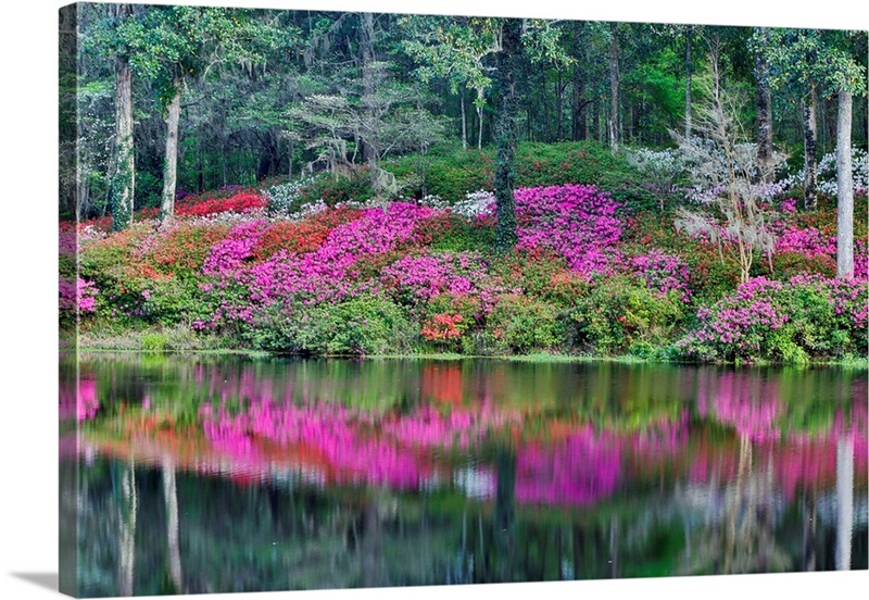 Azaleas In Full Bloom Reflected In Calm Pond Middleton Place ...