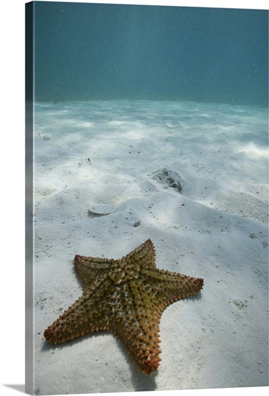 Bahamas, Grand Bahama Island, Freeport, sea star near Golden Rock Beach ...