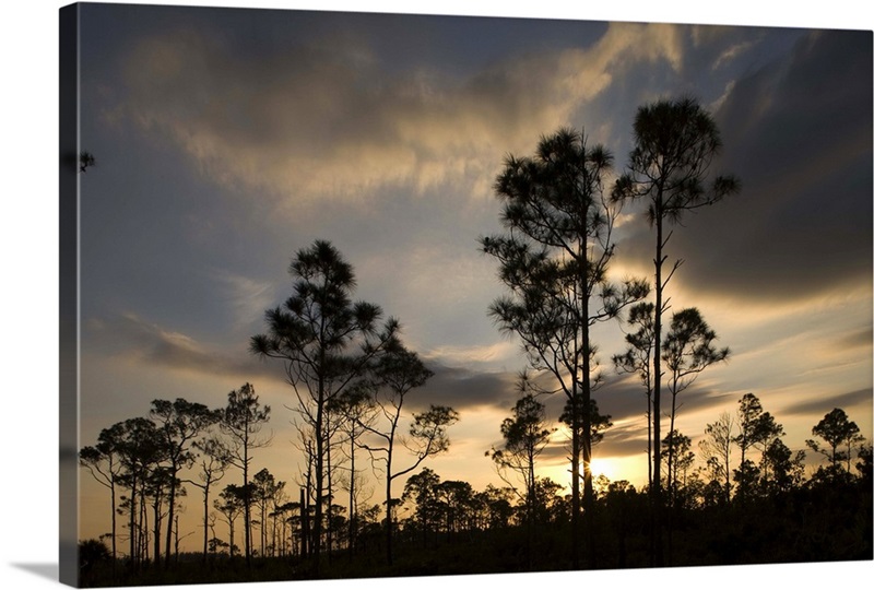 Bahamas, Grand Bahama Island, Lucaya National Park, Caribbean Pine ...