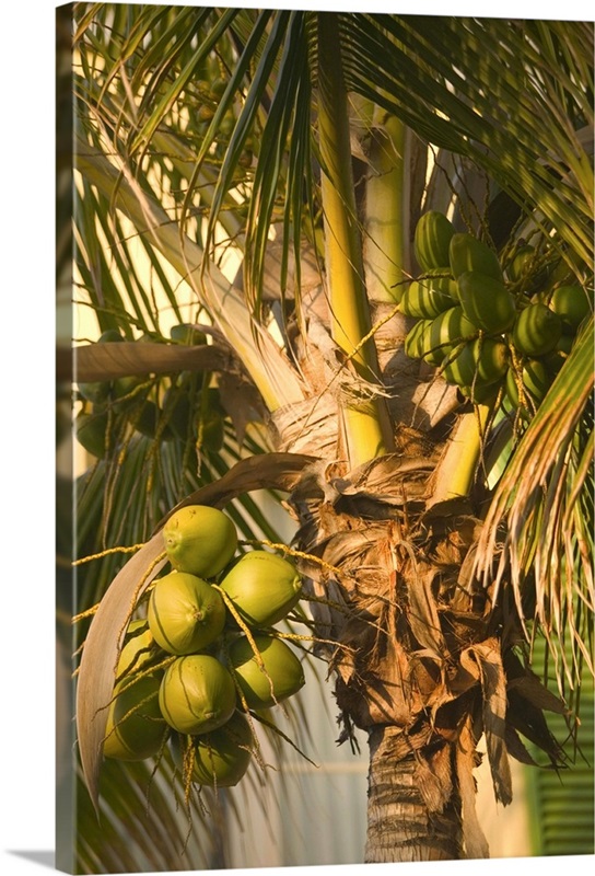 Bahamas, Grand Bahama Island, Lucaya Resort, Coconut Palm Tree Detail ...