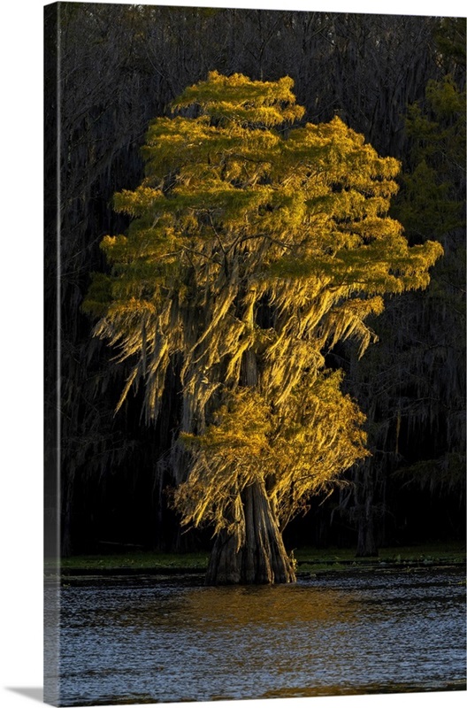 Bald Cypress Trees In Autumn Colors At Sunset, Caddo Lake, Uncertain ...