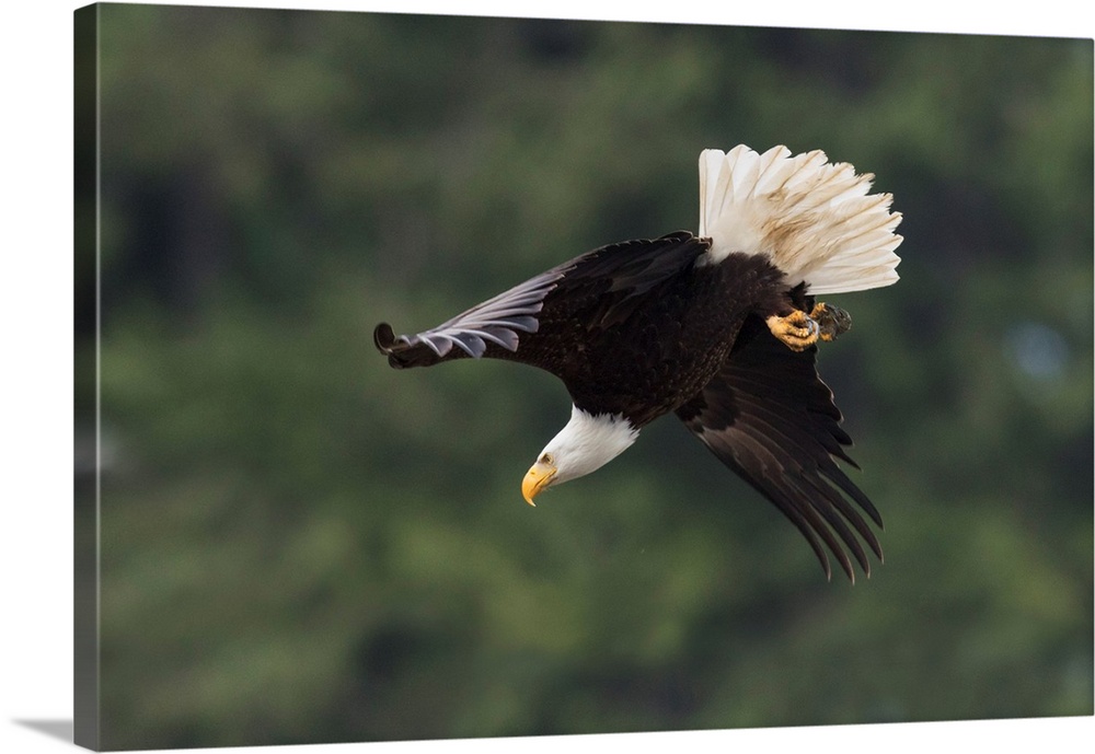Bald Eagle, Diving Wall Art, Canvas Prints, Framed Prints, Wall Peels ...