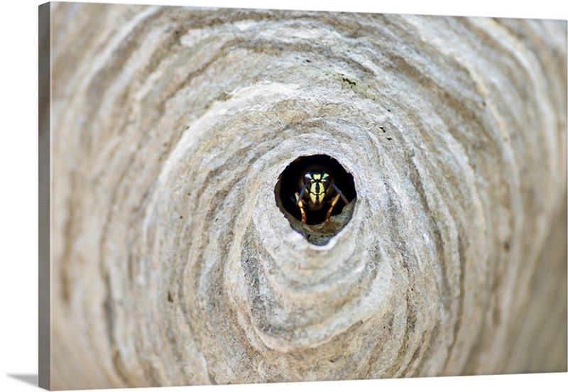 Bald-faced hornet, Vespula maculata, emerging from nest, Ontario ...