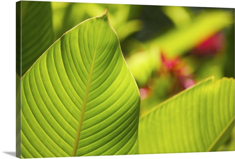 Barbados, Bathsheba, Andromeda Botanic Gardens, Tropical Vegetation ...