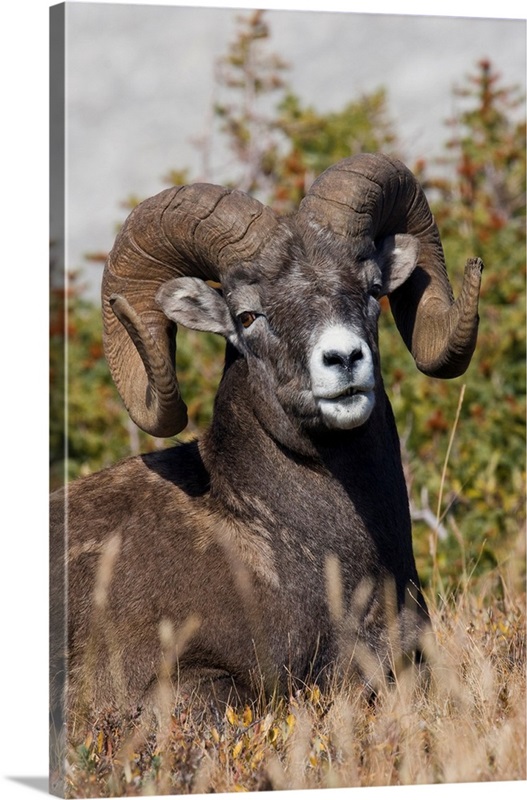 Bighorn Sheep Ram Portrait Wall Art, Canvas Prints, Framed Prints, Wall ...