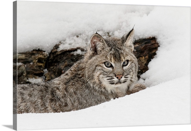 Bobcat in snow (Captive) Montana-Lynx rufus Wall Art, Canvas Prints ...