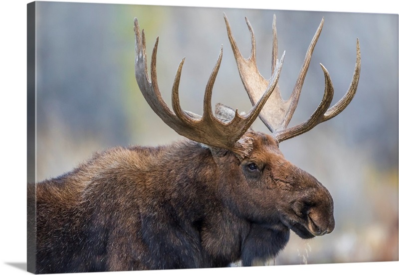 Bull Moose Portrait Wall Art, Canvas Prints, Framed Prints, Wall Peels ...