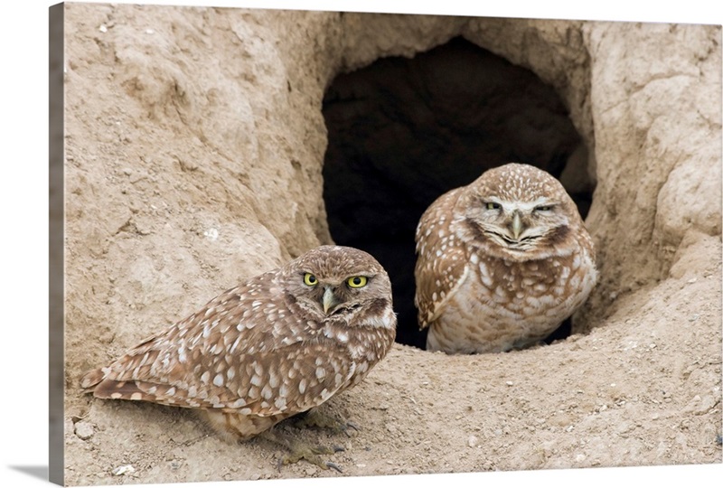 Burrowing Owls At Nest Entrance | Great Big Canvas