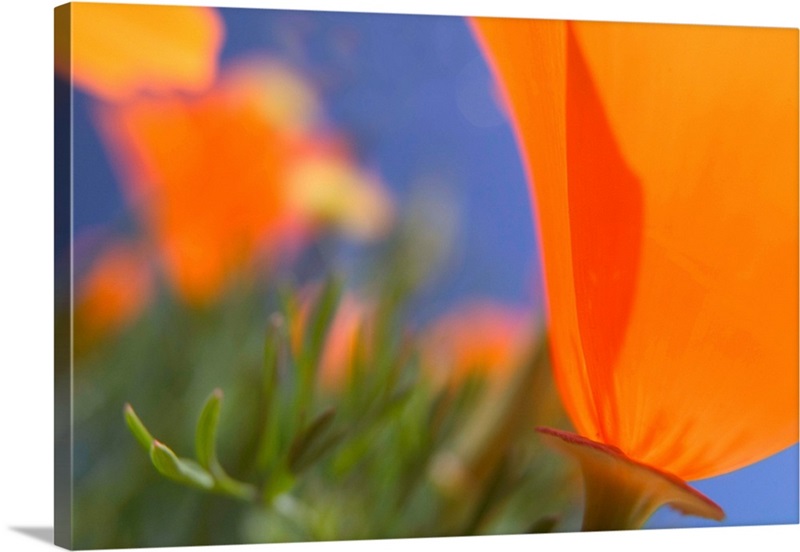 CA, Lancaster, CA Poppies spring bloom | Great Big Canvas