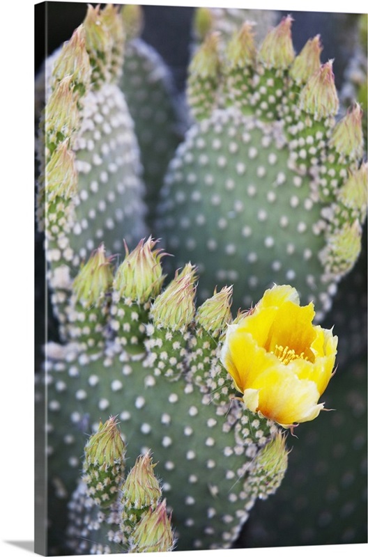 California, Anza-Borrego Desert State Park, Angel's Wings cactus ...