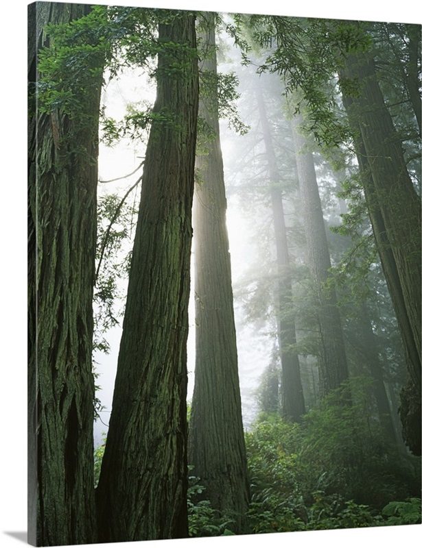 California, Redwood National Park, Redwoods in fog | Great Big Canvas