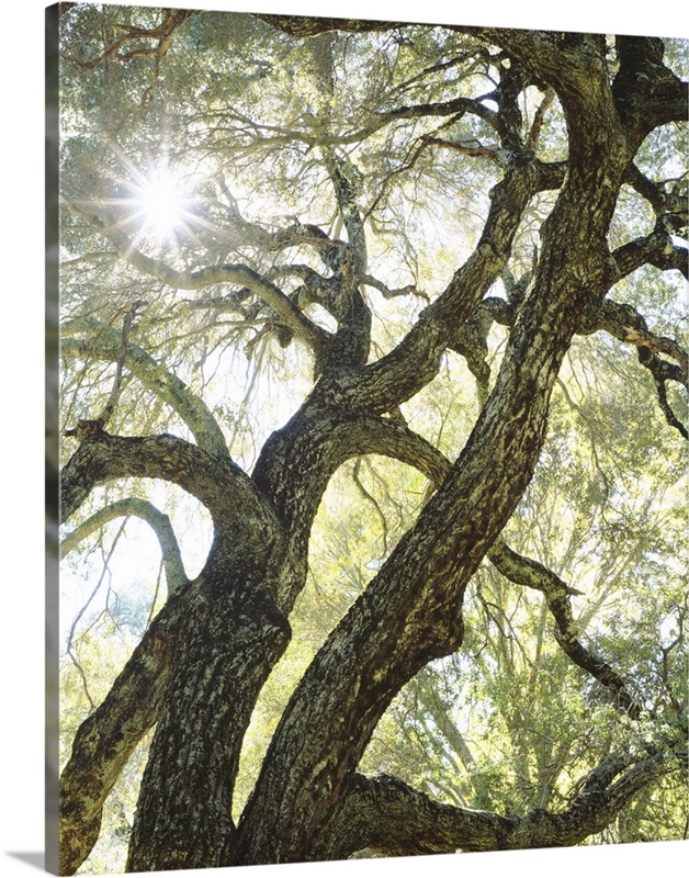 California, sunlight streams through a live oak tree in Cuyamaca Rancho ...