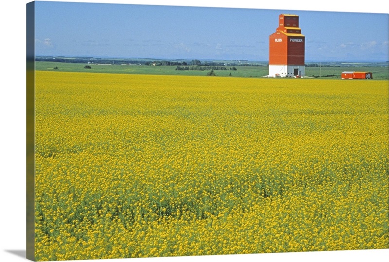 Canada, Alberta, Red Deer, canola flower field | Great Big Canvas