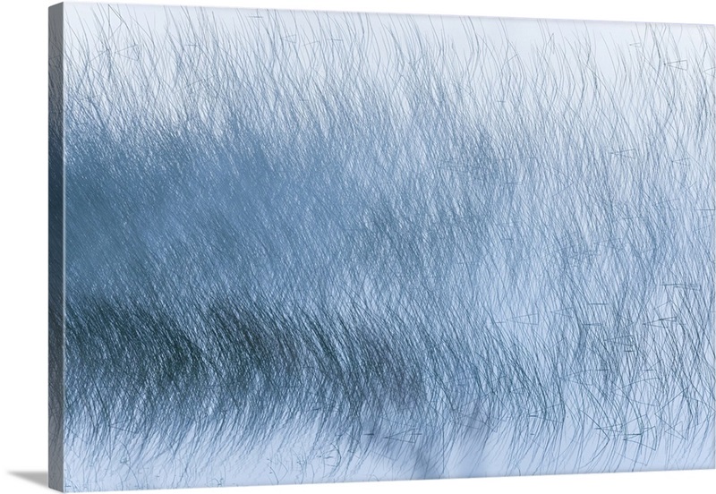 Canada, Alberta, Waterton Lakes National Park, Reed Pattern On ...