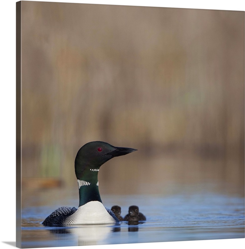 Canada, British Columbia. Common Loon adult and two-day old chicks ...