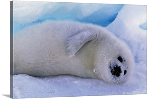 Canada, Gulf of St. Lawrence, Harp Seal (phoca groenlandica) pup | Great Big Canvas