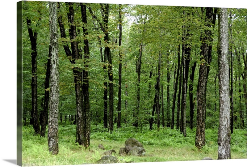 Canada, Quebec, Sugar Shack (le Chemin du Roy), maple tree forest ...