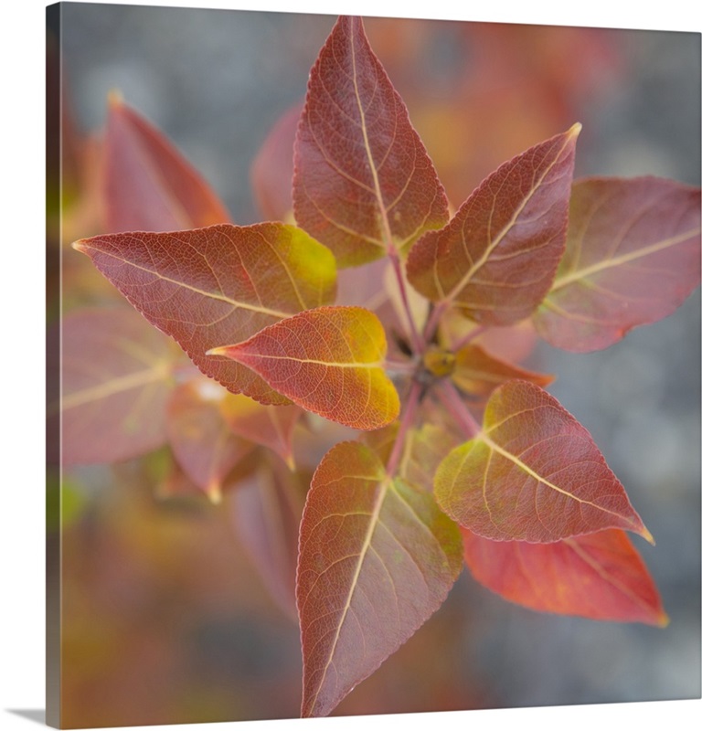 Canada, Yukon Territory, Kluane National Park. Balsam poplar leaves ...