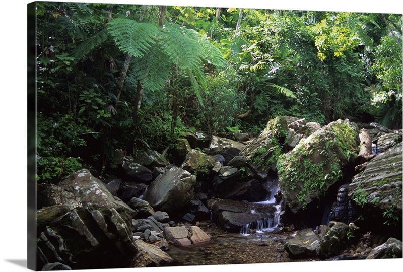 Caribbean, Puerto Rico, El Yunque. A water fall in the El Yunque rain ...