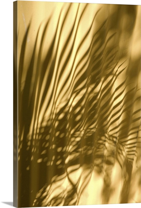 Caribbean, Puerto Rico, Old San Juan. Shadow of palm frond on wall ...