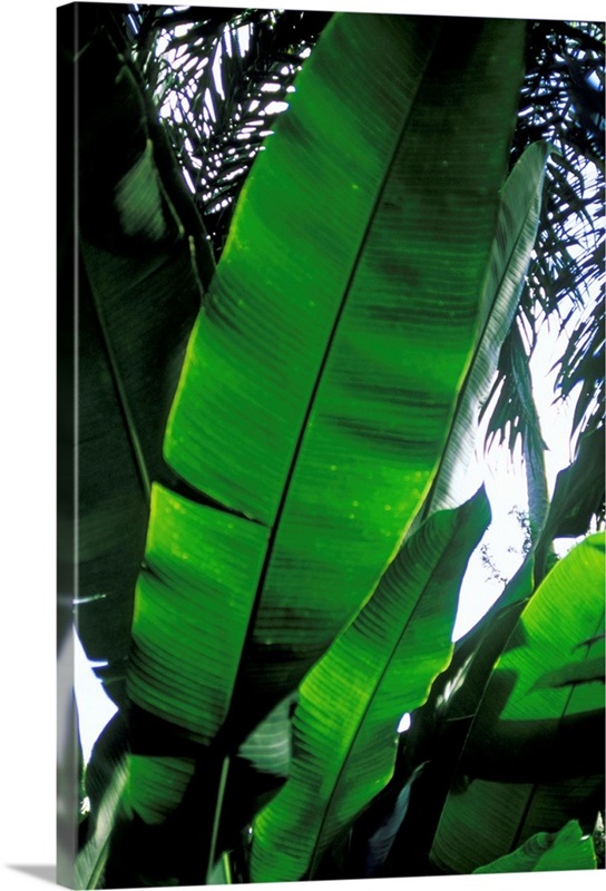Caribbean, St. Lucia, Soufriere, Plants at the Diamond Botanical Garden ...