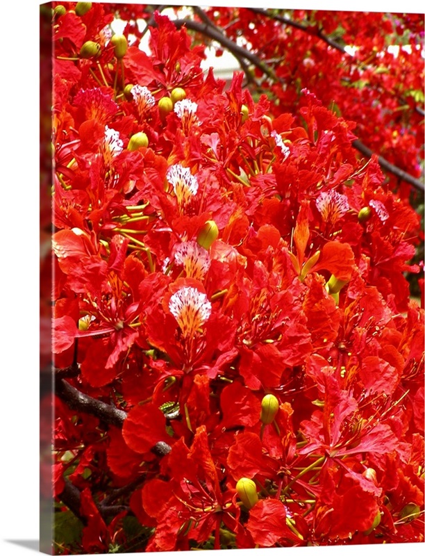 Caribbean, US Virgin Islands, St. Croix, tree in red blooms | Great Big ...