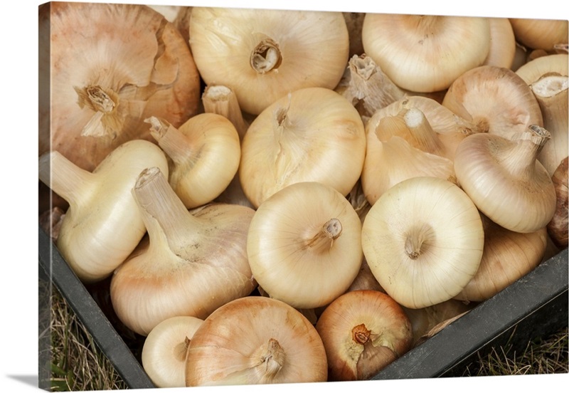 Carnation, Washington State, USA, Freshly Harvested Cipollini Onions ...