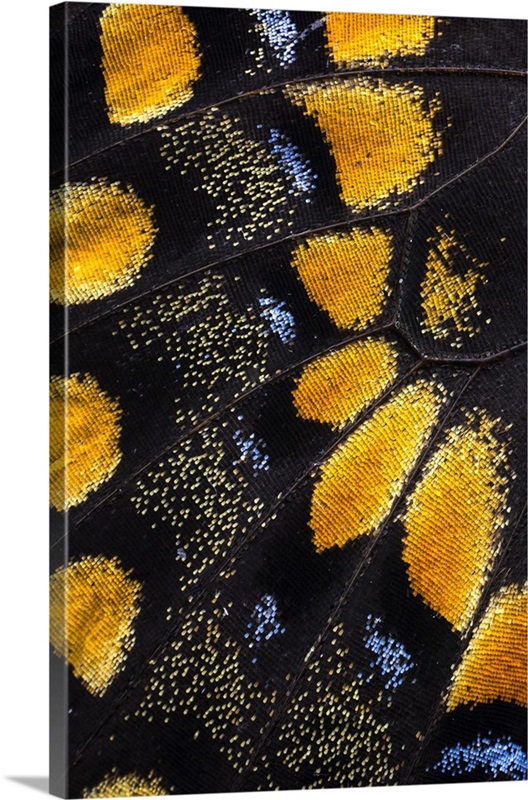 Close-up detail wing pattern of tropical butterfly | Great Big Canvas