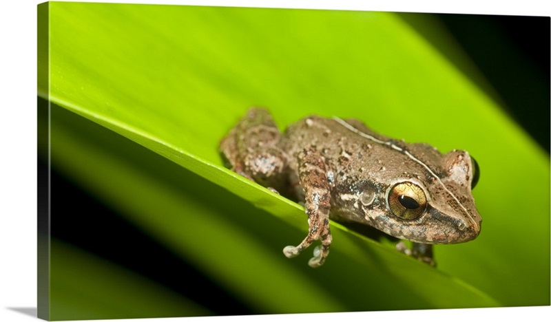 Close up of Common Coqui, El Verde, El Yunque National Forest, Puerto ...