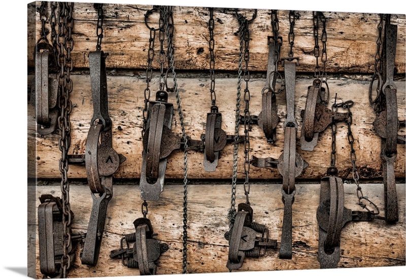Collection Of Old Traps Hang On Log Cabin Wall, Alaska | Great Big Canvas