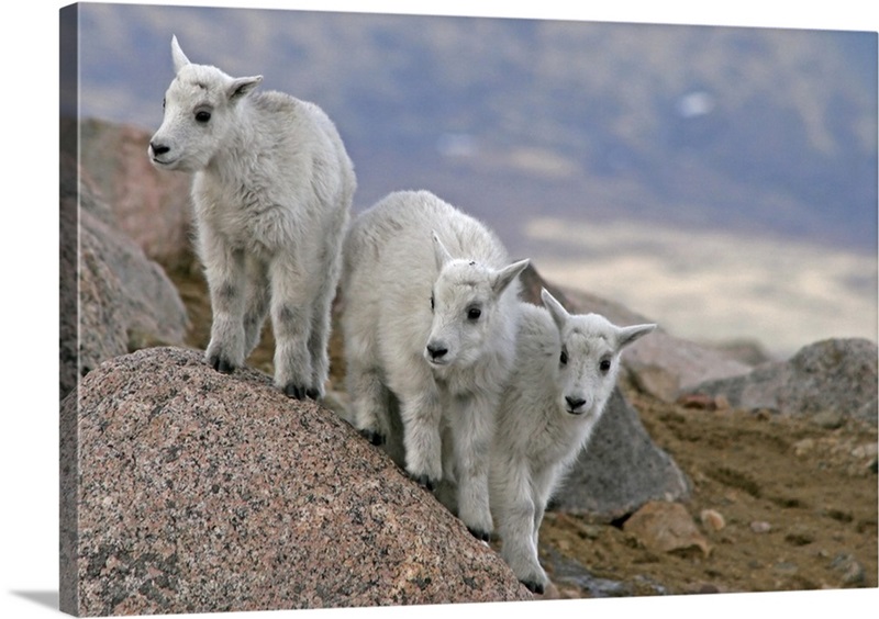 Colorado, Mount Evans. Mountain goat kids playing King of the Boulder ...
