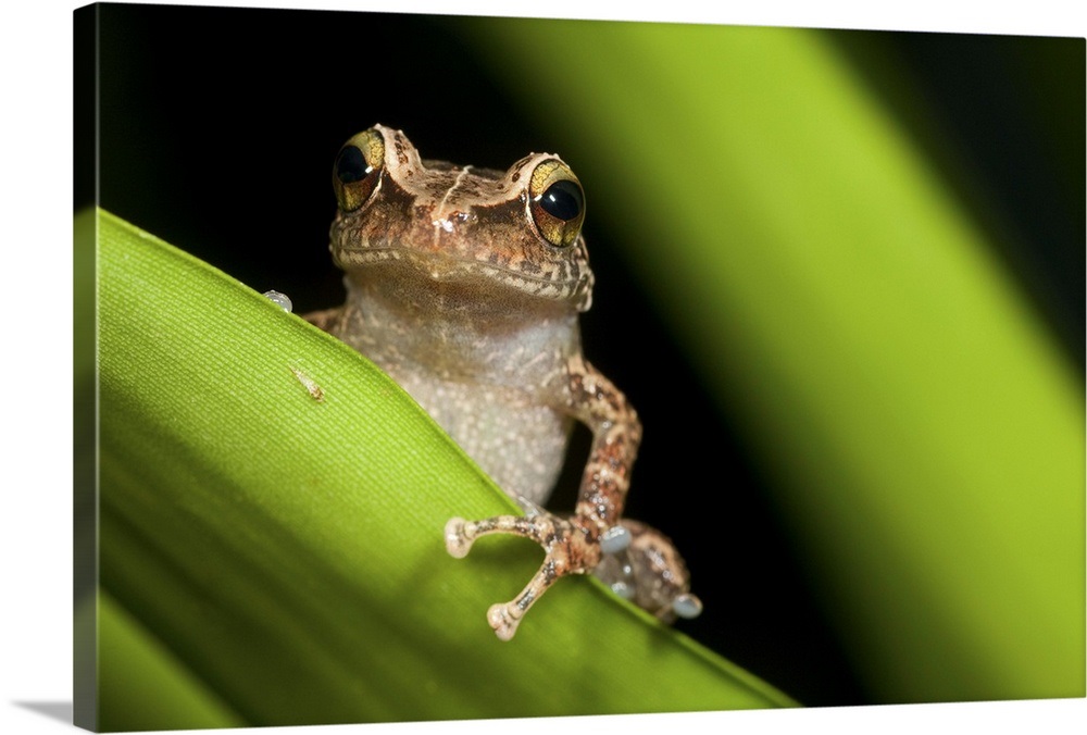 Common coqui, Eleutherodactylus coqui, El Verde, El Yunque NF, Puerto ...