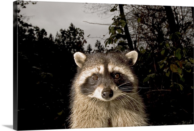 Common raccoon, Stanley Park, British Columbia, Canada | Great Big Canvas