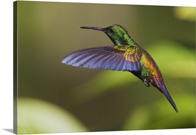 Copper-rumped Hummingbird | Great Big Canvas