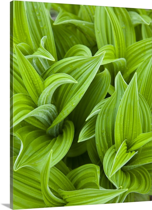 Corn lilly aka False Hellebore in Glacier National Park in Montana ...