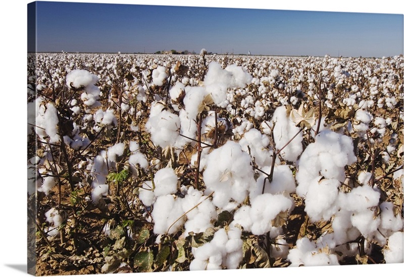 Cotton Plant, Gossypium hirsutum, cotton field, Lubbock, Panhandle ...