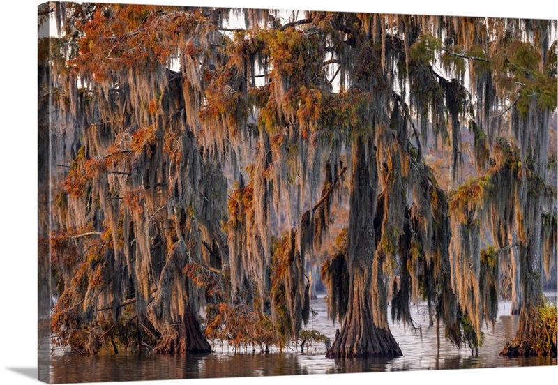 Cypress Trees In Autumn At Lake Martin Near Lafayette, Louisiana, USA ...