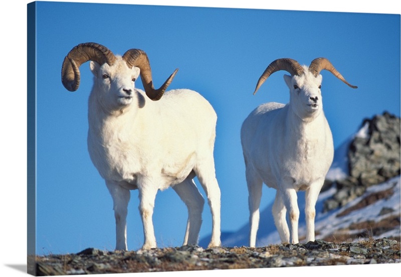 Dall sheep rams on Mount Margaret, Denali National Park, interior of ...