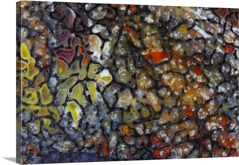 Dinosaur Petrified Bone | Great Big Canvas