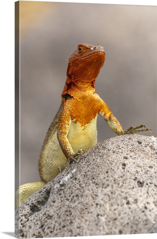 Ecuador, Galapagos National Park, Espanola Island, Close-Up Of Lava ...