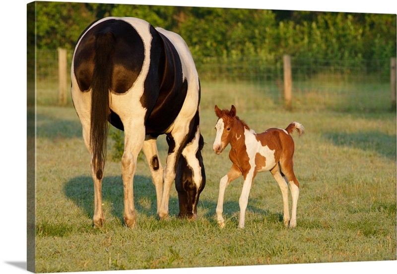Florida, Newborn Paint filly | Great Big Canvas