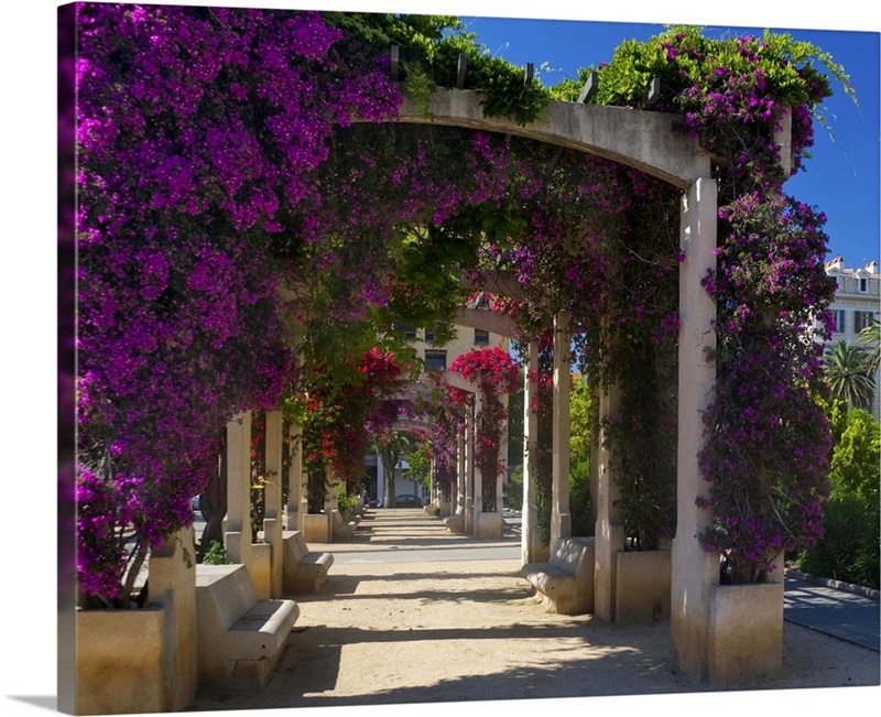 France, Corsica, Flowers In Bloom On Arbors Above Walkway At Place De ...