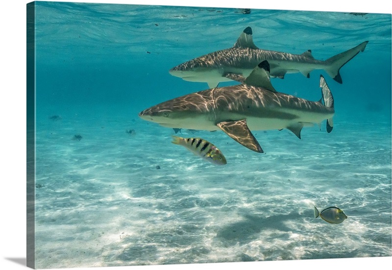 French Polynesia, Moorea, Black-Tipped Reef Sharks | Great Big Canvas