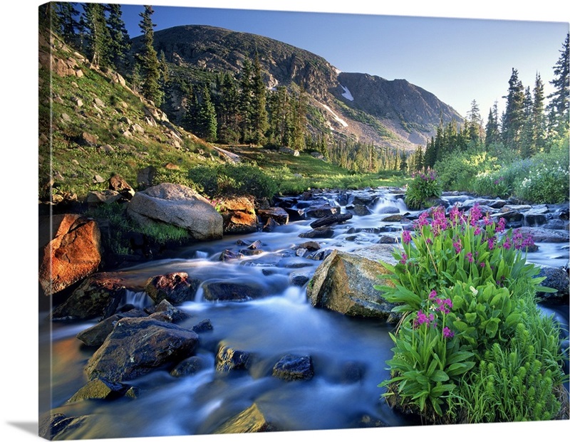 Fresh Spring Runoff Cascades Past Wildflowers In Bloom, Colorado Rocky ...