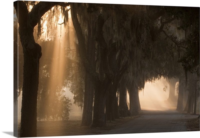 Georgia; Savannah. Early morning fog at Bethesda | Great Big Canvas