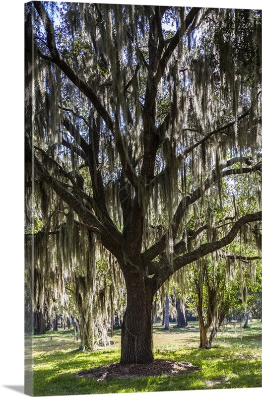 Georgia, St. Simons Island, Fort Frederica National Monument, live oak ...
