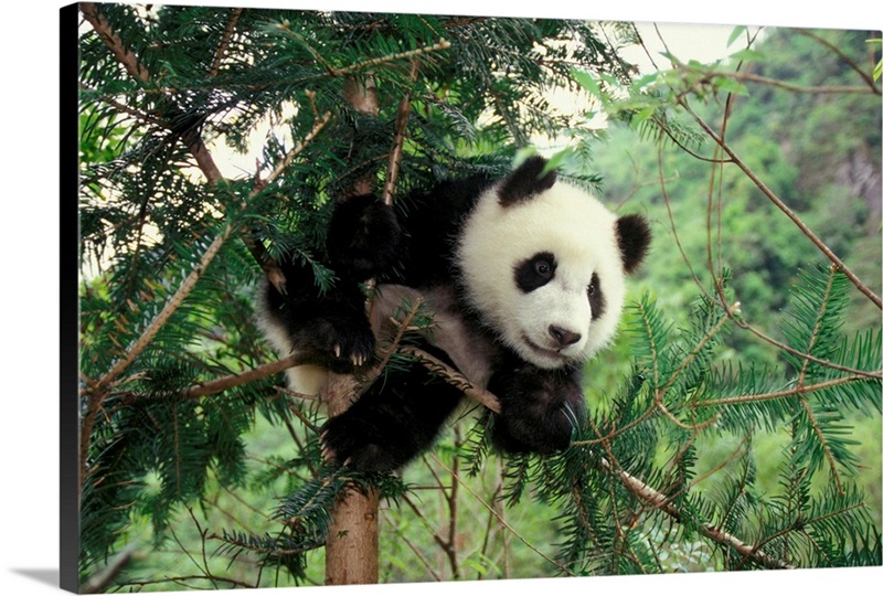 Giant Panda Cub Climbs A Tree, Wolong Valley, Sichuan Province, China ...